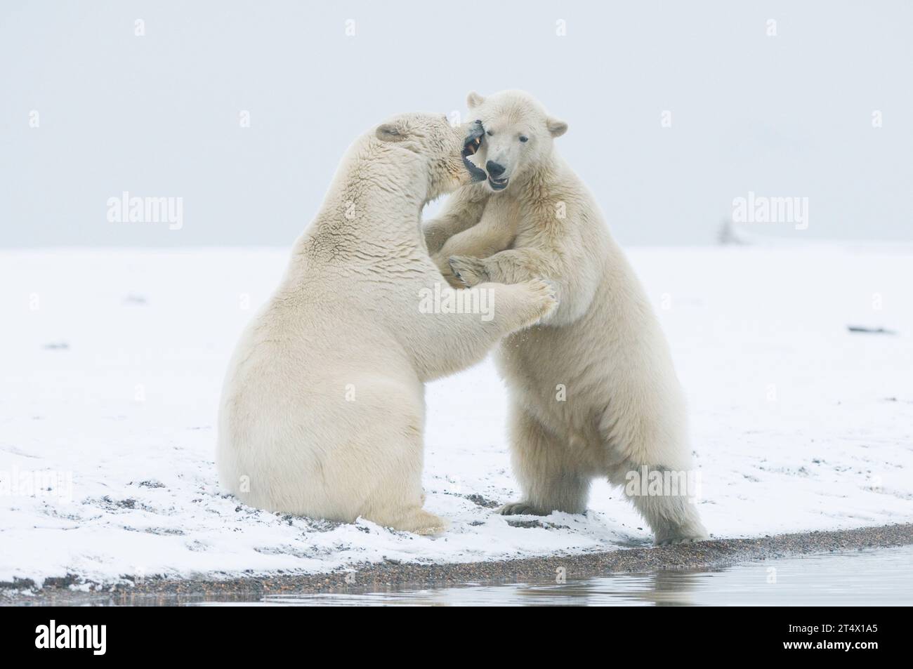 polar bears Ursus maritimus, pair of young bears play with one another ...