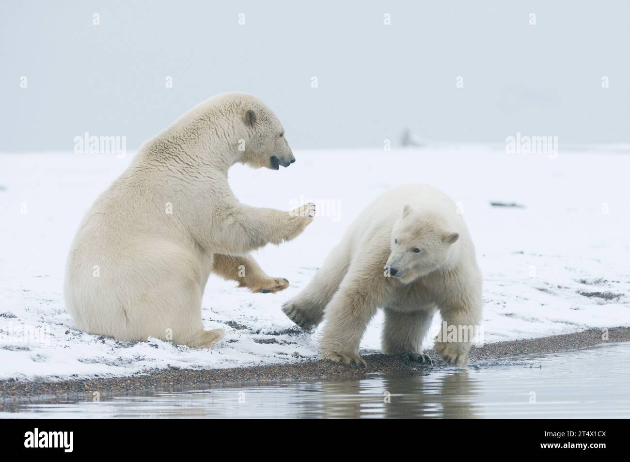 polar bears Ursus maritimus pair of young bears play with one another ...