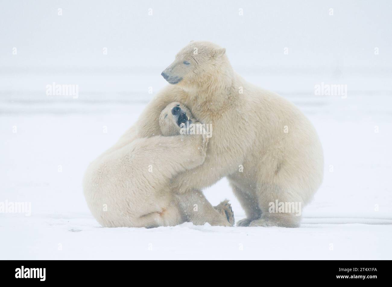 polar bears Ursus maritimus pair of young bears play with one another ...