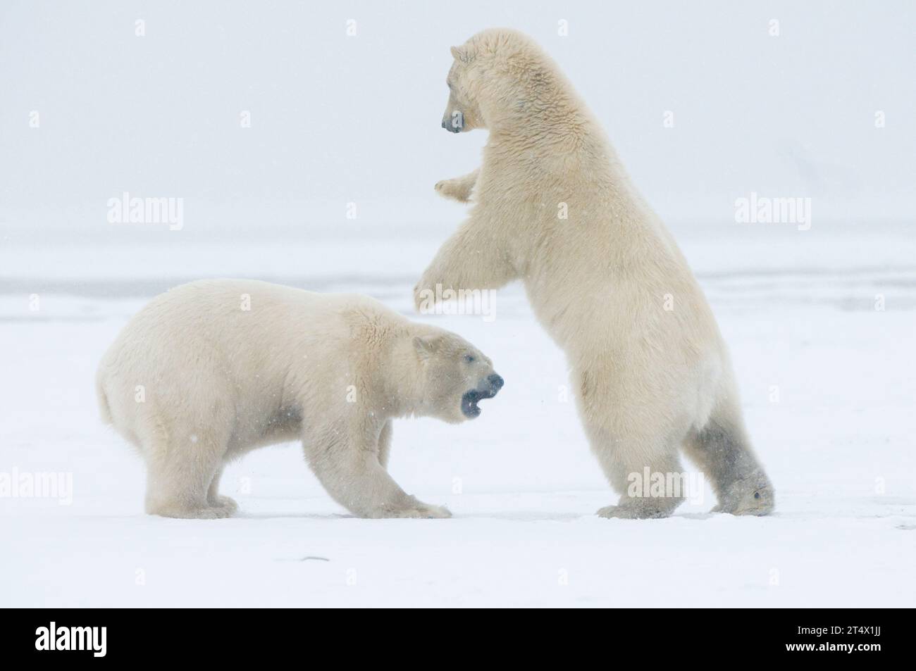 polar bears Ursus maritimus pair of young bears play with one another ...