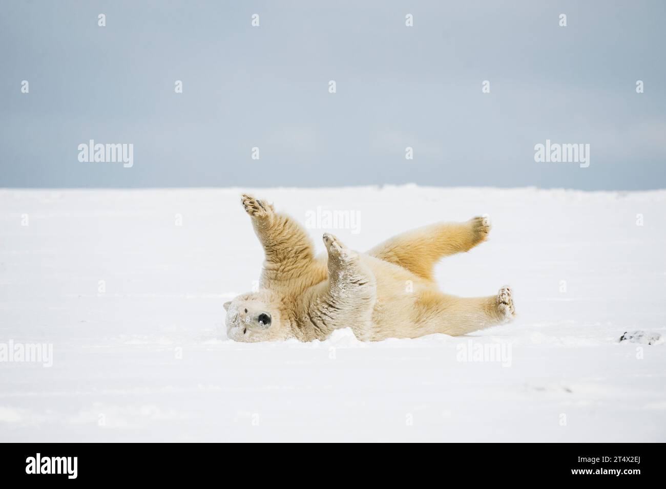 Polar bear (Ursus maritimus) Adult rolling around on newly formed pack ...