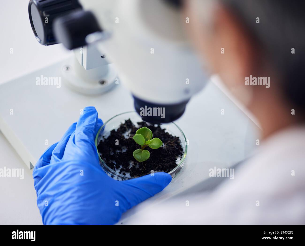 Science, hands and leaves on petri dish of microscope for test ...