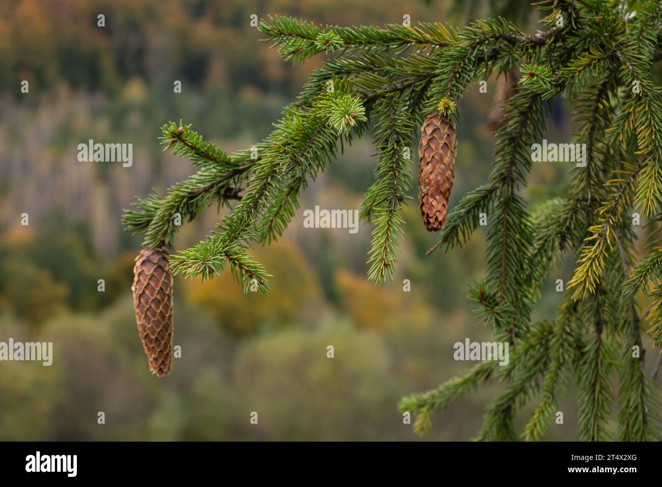 Woodland background hi-res stock photography and images - Alamy