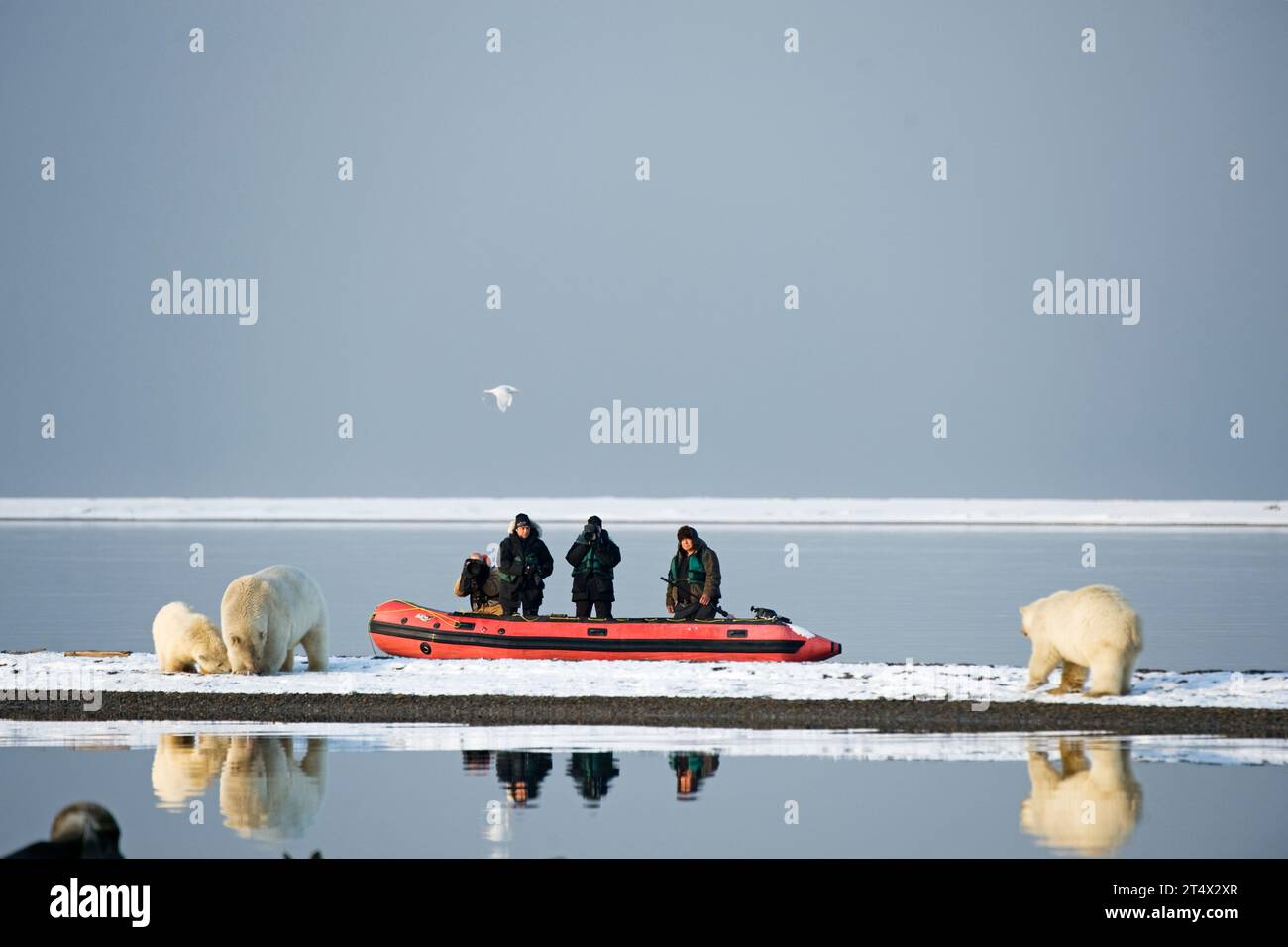 A group of photographers with their Inupiaq guide observe and shoot ...