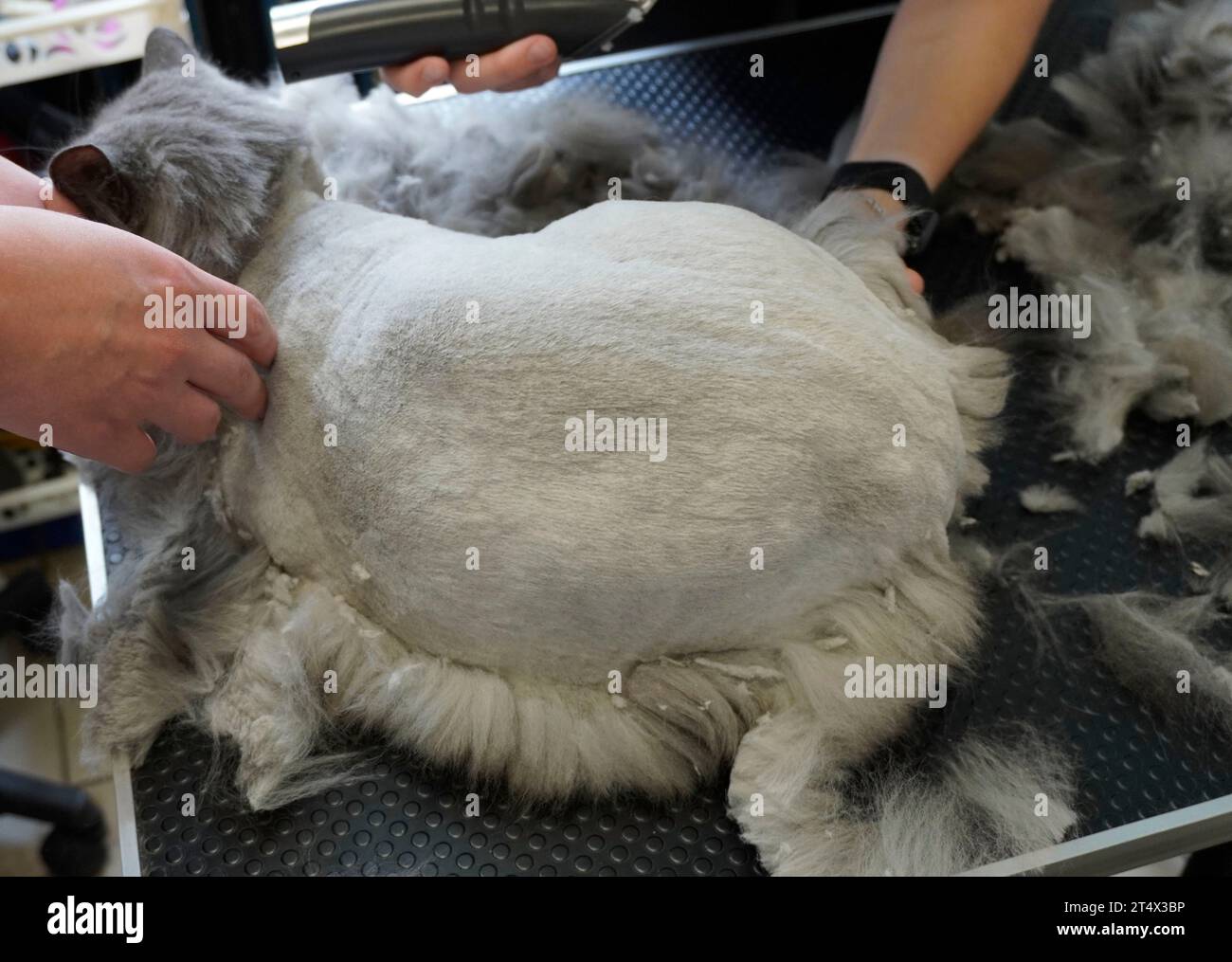 cat visits groomer, groomer cutting cat Stock Photo - Alamy