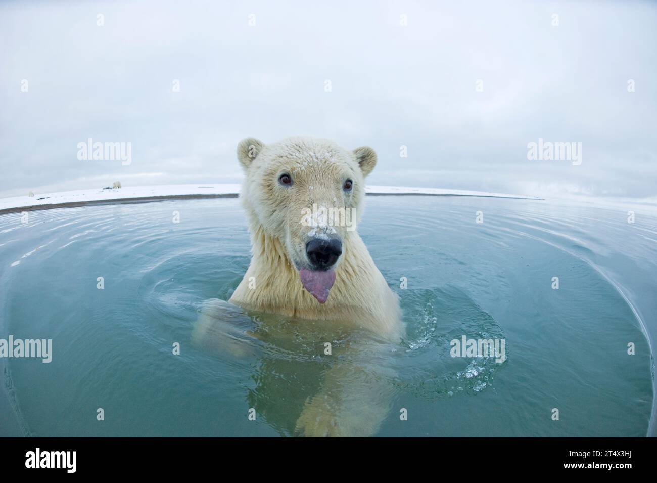 polar bear Ursus maritimus young bear in the water scents with its ...