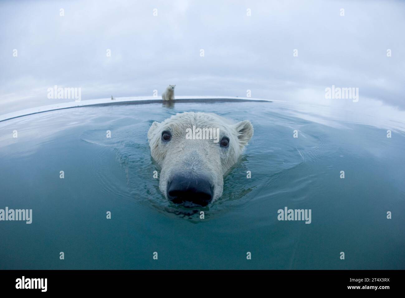 polar bears Ursus maritimus curirous young bear swims in water along ...