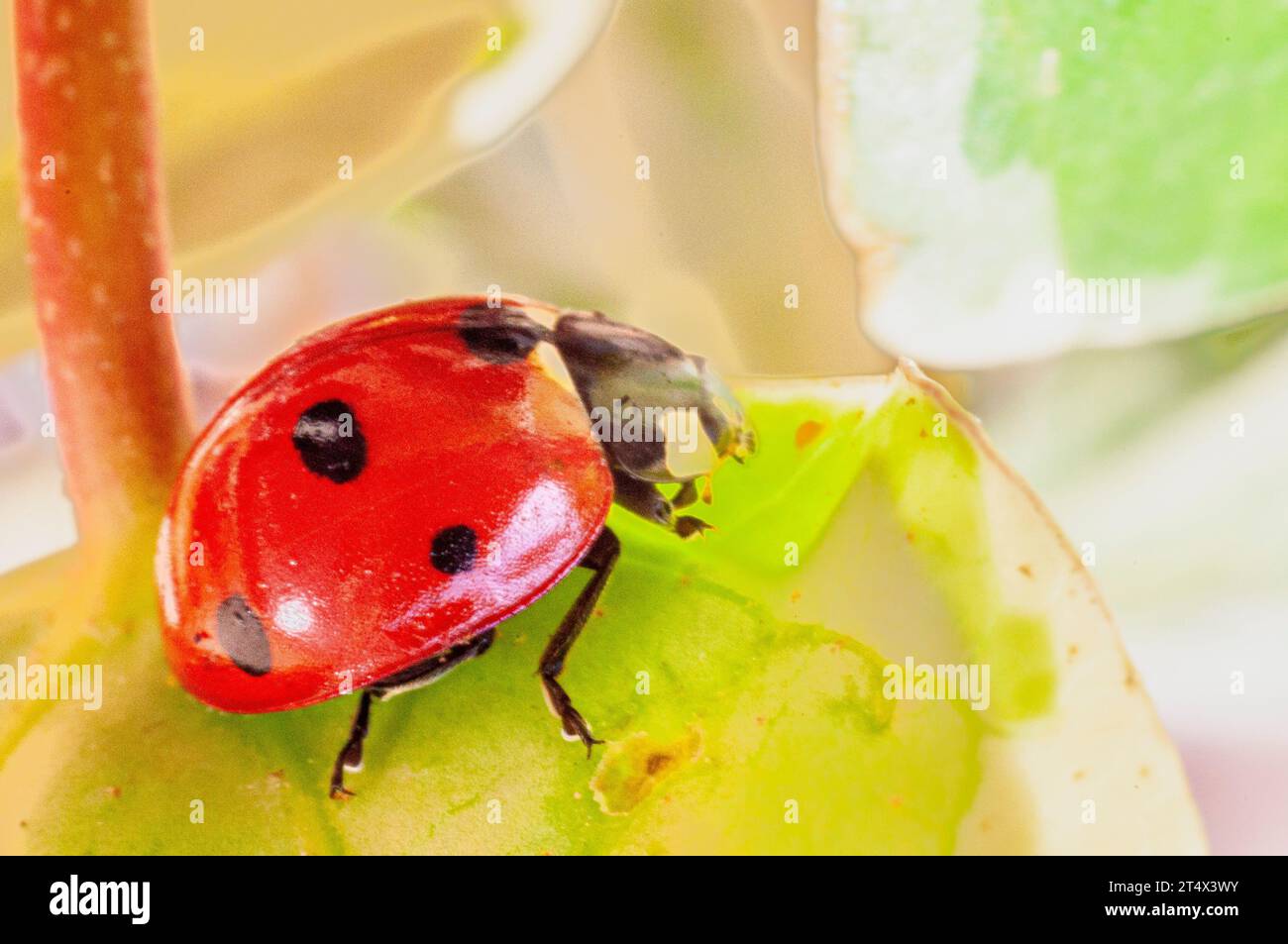 Ladybug aphids hi-res stock photography and images - Alamy