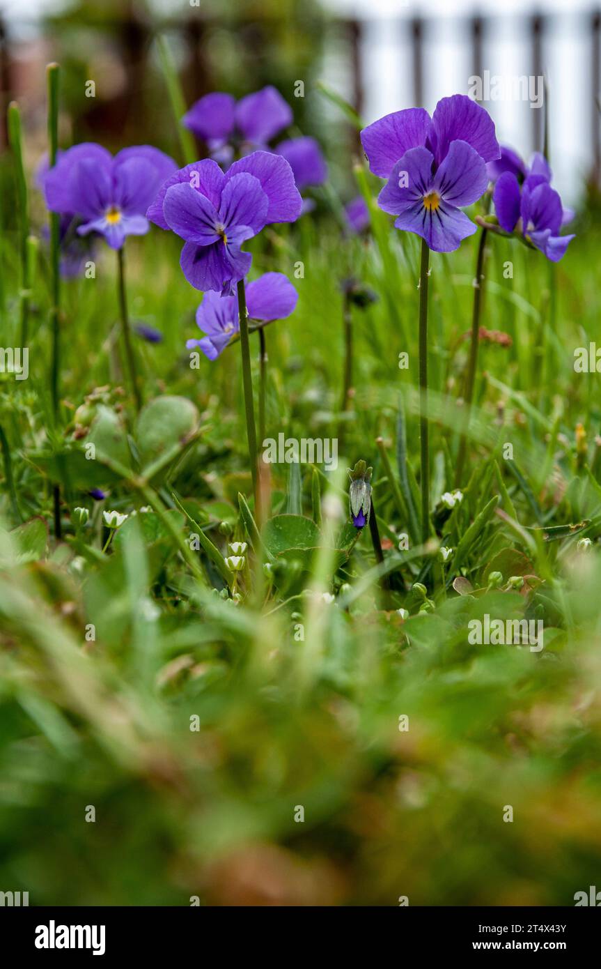 Violets green hi-res stock photography and images - Alamy