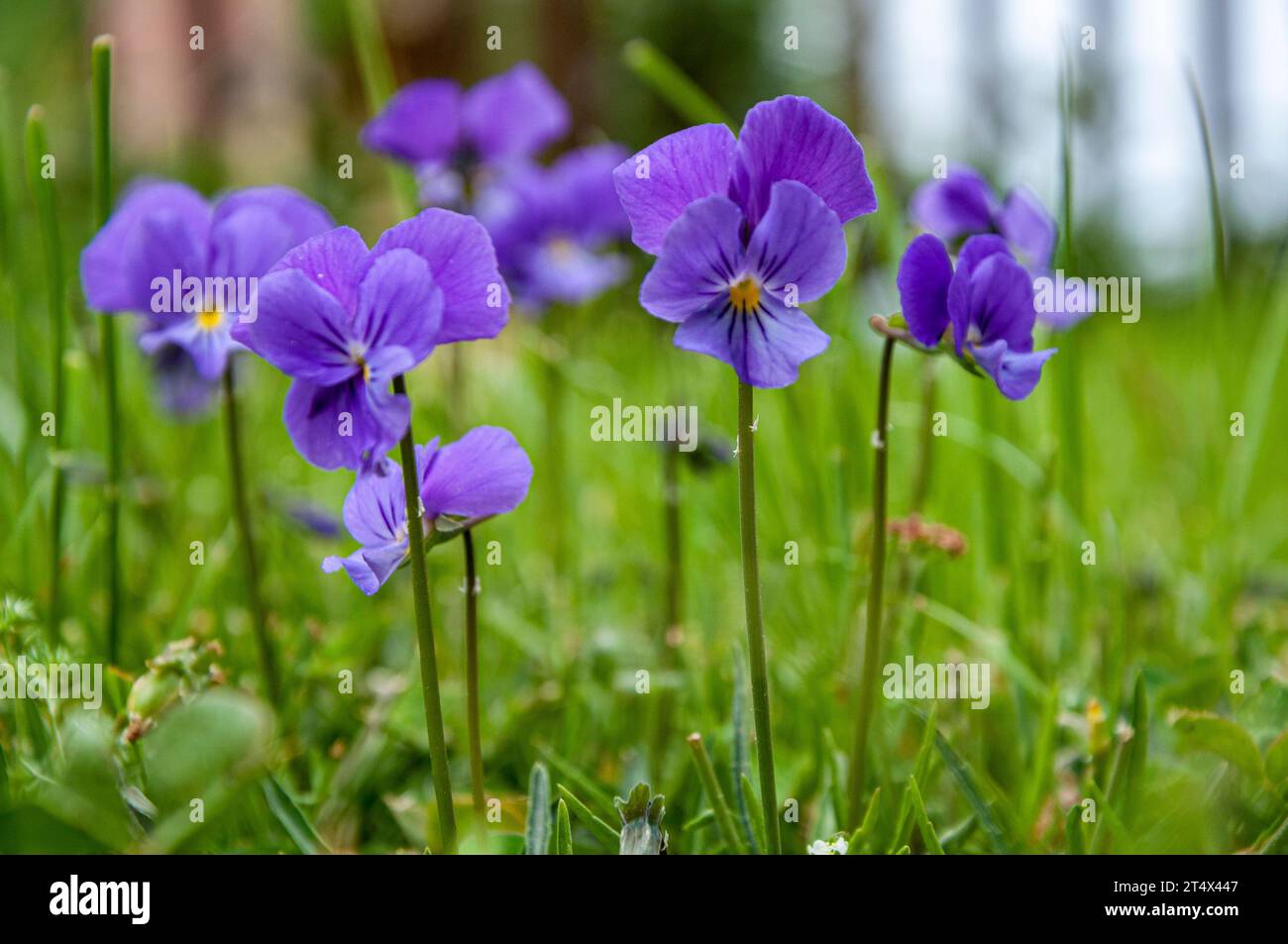 Viole violette hi-res stock photography and images - Alamy