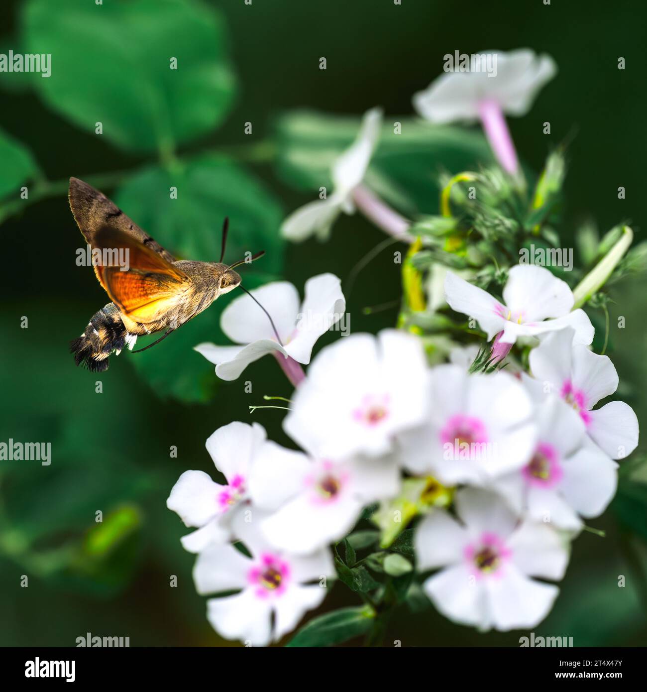 hummingbird hawk-moth flies over a white flower and drinks nectar Stock ...