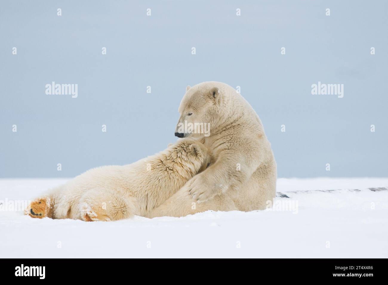 polar bears Ursus maritimus sow nurses her spring cub along the coast ...
