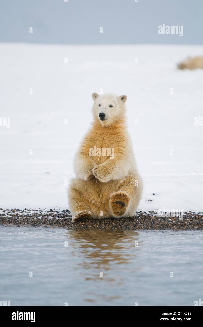 polar bear Ursus maritimus young bear sits on Bernard sand spit during ...