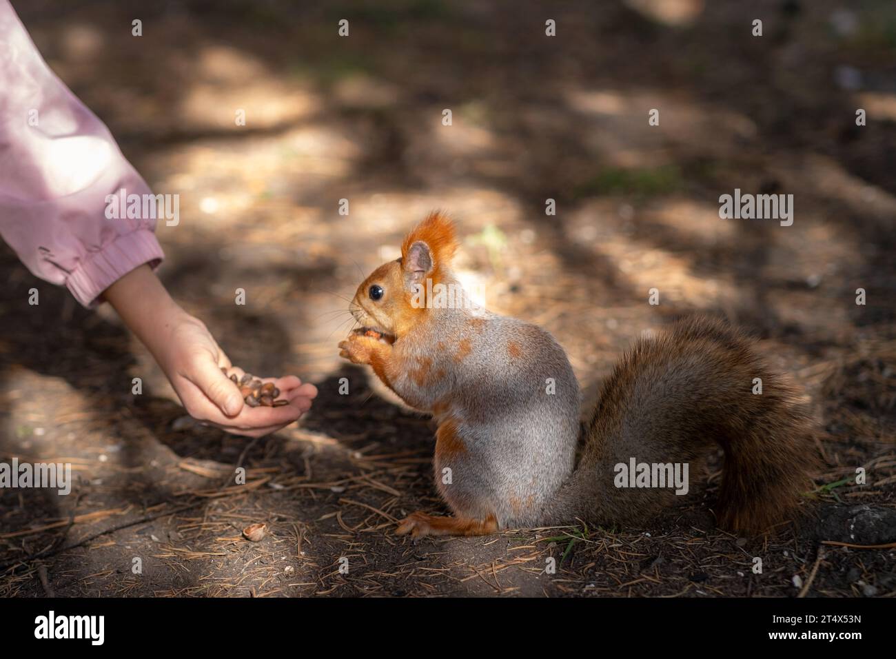 A beautiful red squirrel eats nuts in the forest from a man's hand ...