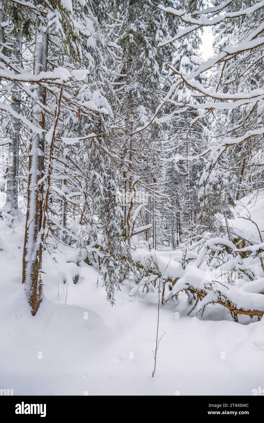 Old fallen tree wilderness remote hi-res stock photography and images ...