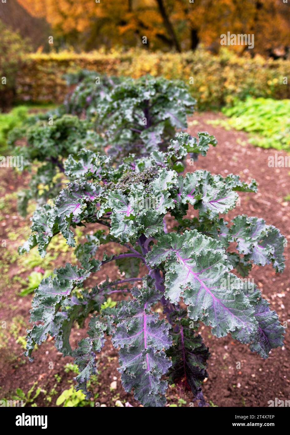 Curly leaf kale hi-res stock photography and images - Alamy