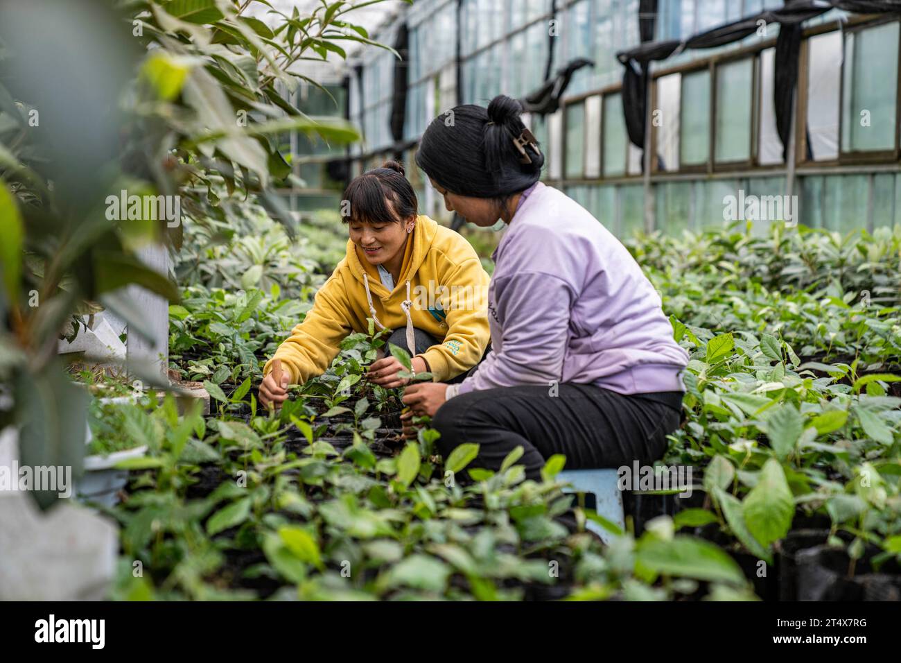 Lhasa, China's Tibet Autonomous Region. 12th Oct, 2023. Workers grow ...
