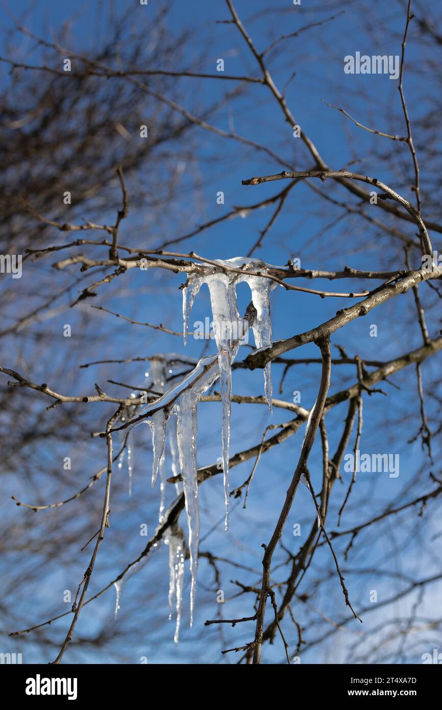 transparent icicles hanging from tree branches, shining in the sun ...