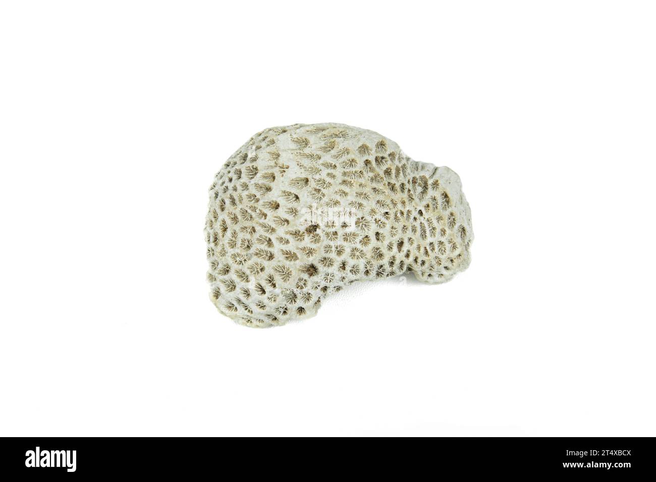 Oceanic coral Cut Out Stock Images & Pictures - Alamy