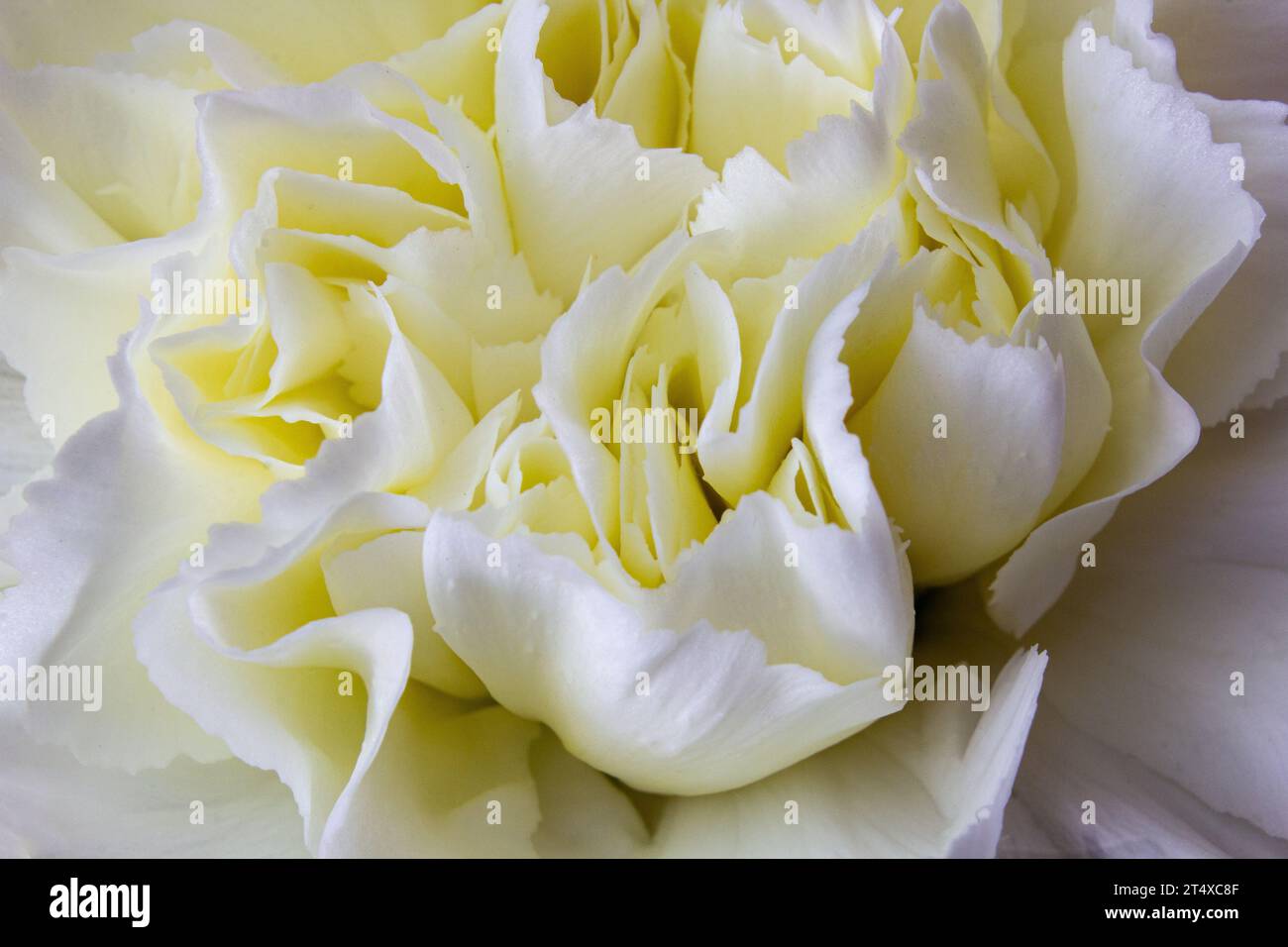 Carnation texture hi-res stock photography and images - Alamy