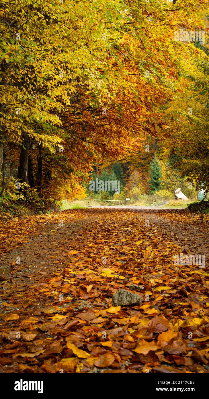 Fairy tale setting hi-res stock photography and images - Alamy