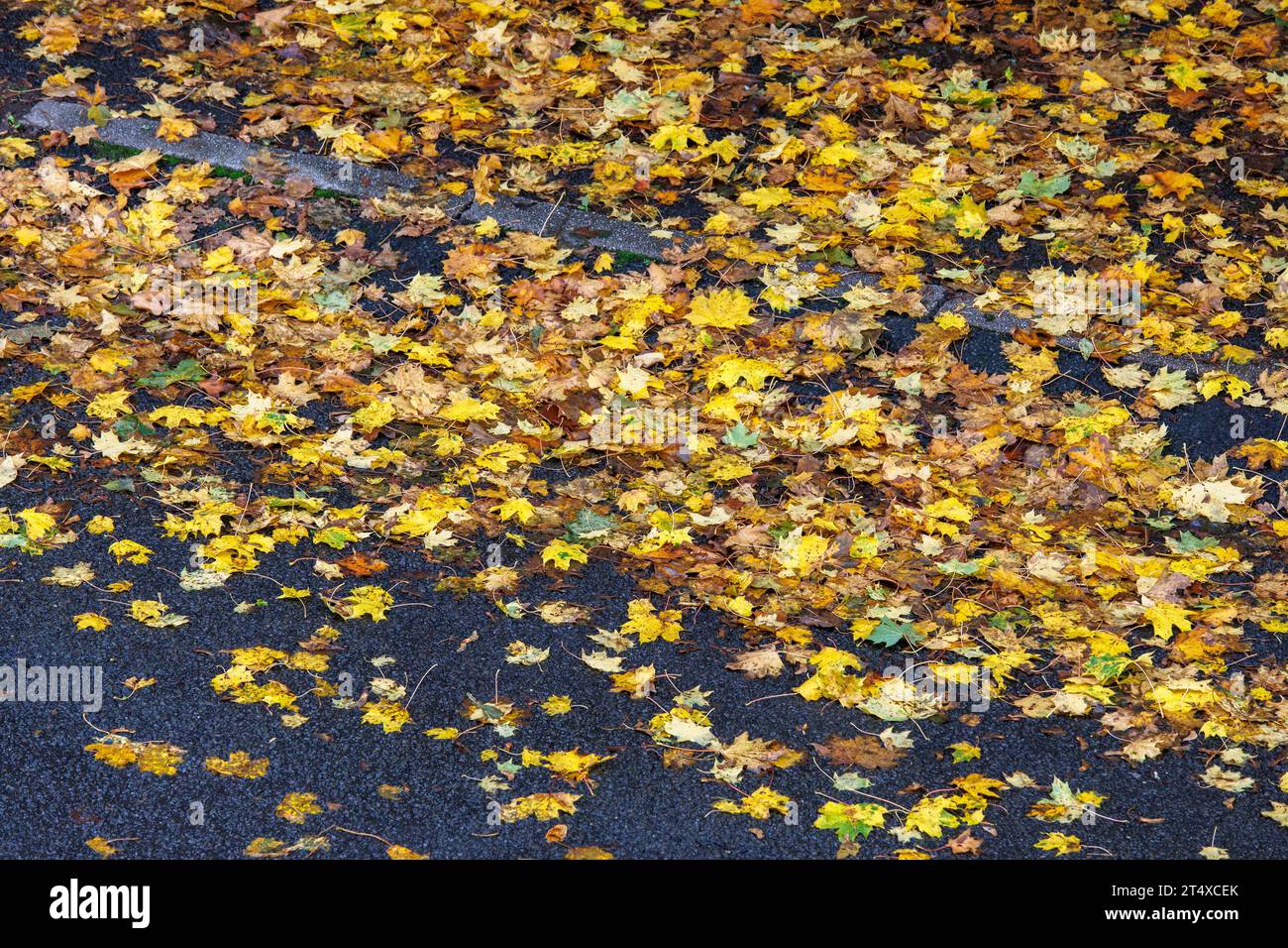 a rain wet road and sidewalk covered with wet autumn leaves, North ...