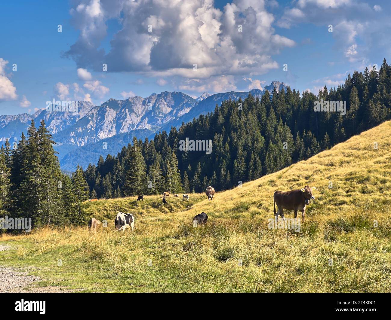 Hiker walking up to Edelsberg peak with Sportheim Böck mountain hut and ...