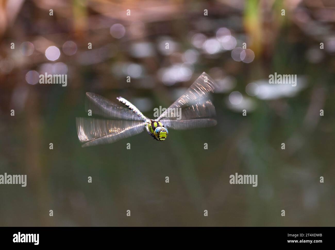 Southern Hawker Dragonfly in flight Stock Photo - Alamy