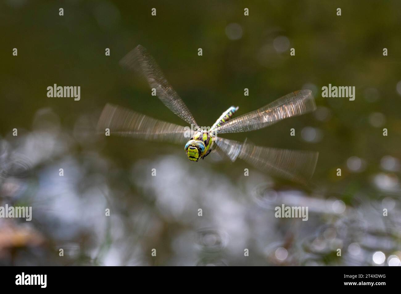 Southern Hawker Dragonfly in flight Stock Photo - Alamy