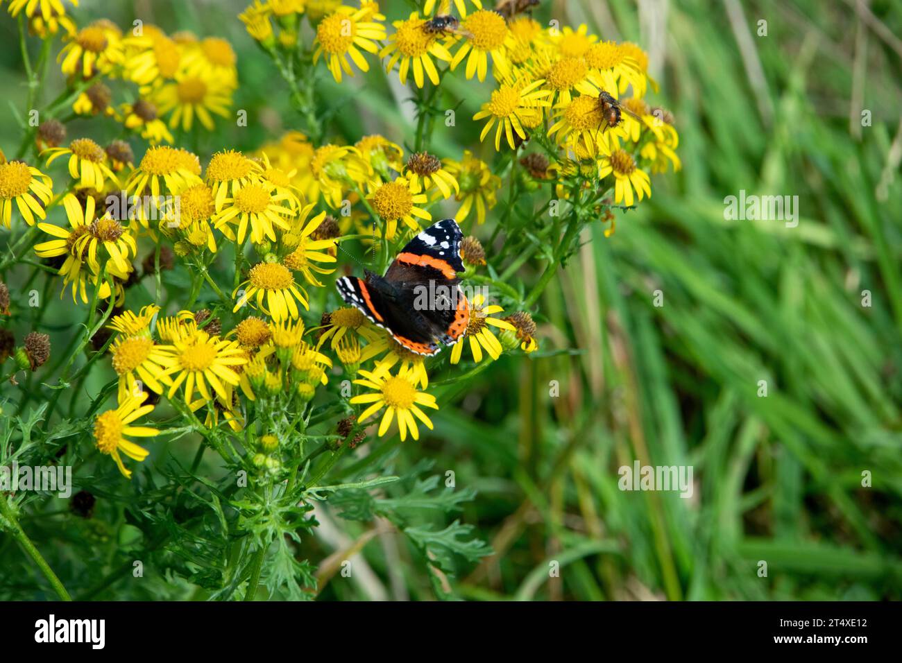 Red admiral butterfly english hi-res stock photography and images - Alamy