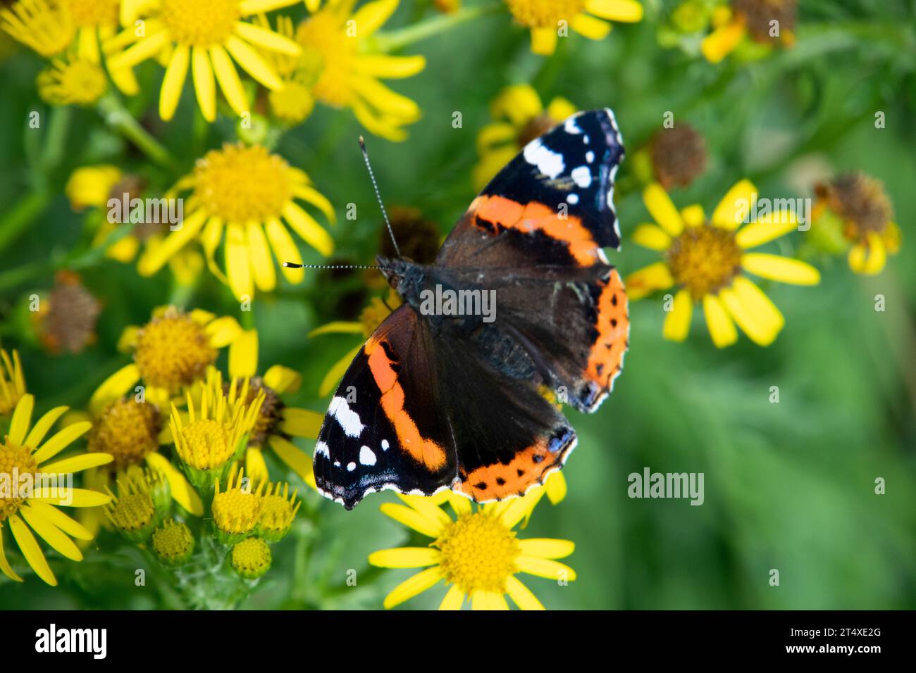 Red admiral butterfly english hi-res stock photography and images - Alamy