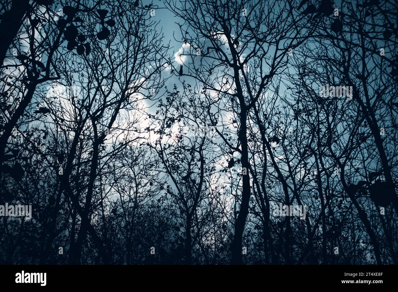 Spooky silhouette hi-res stock photography and images - Alamy