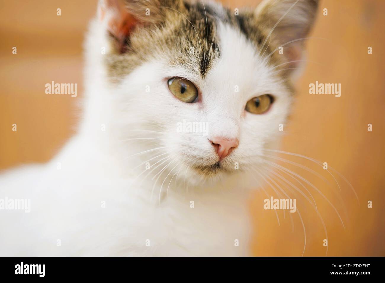 White cat face portrait closeup. Domestic animals. Young kitten with ...