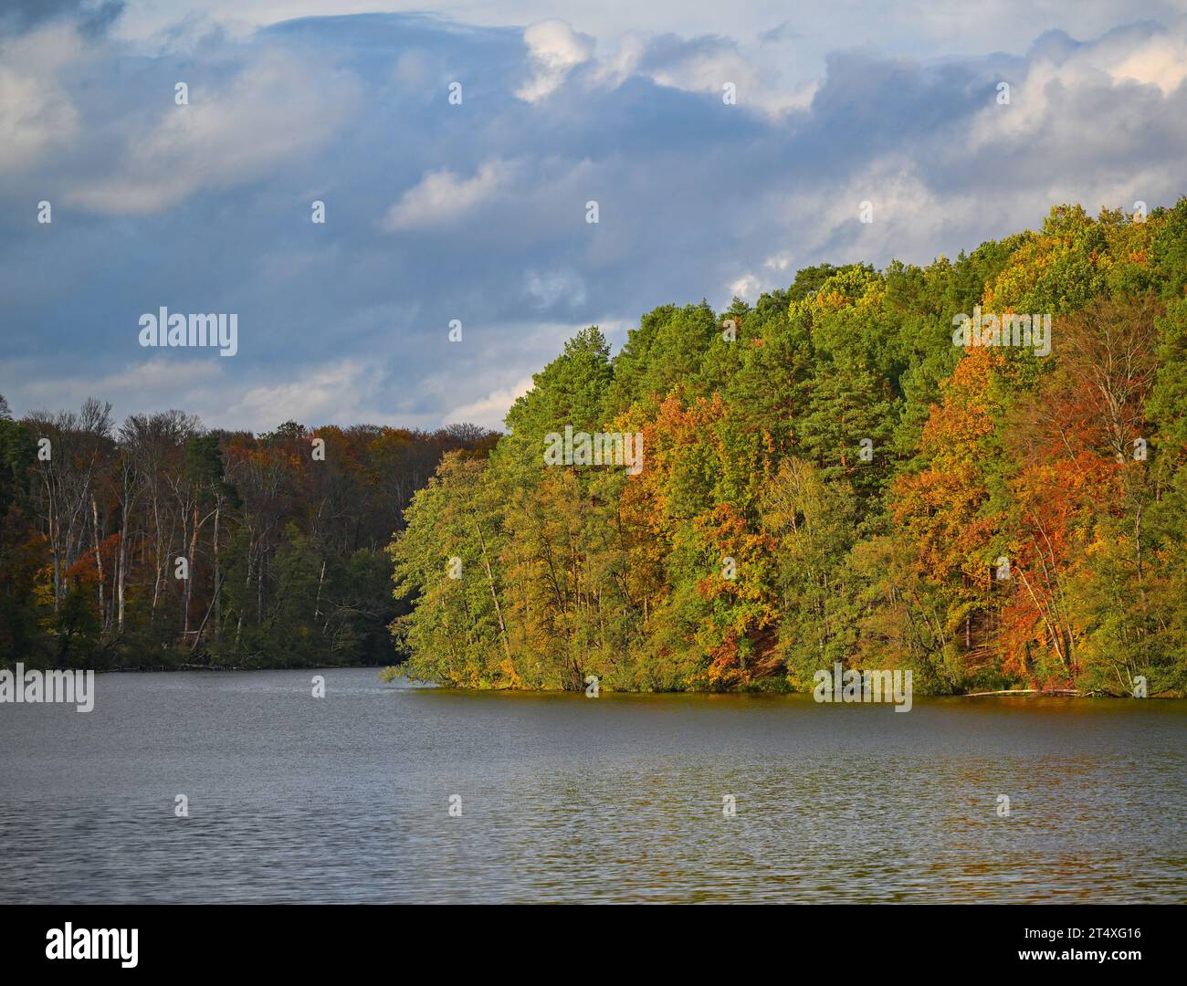 Bremsdorf, Germany. 01st Nov, 2023. The deciduous forest at the Großer ...