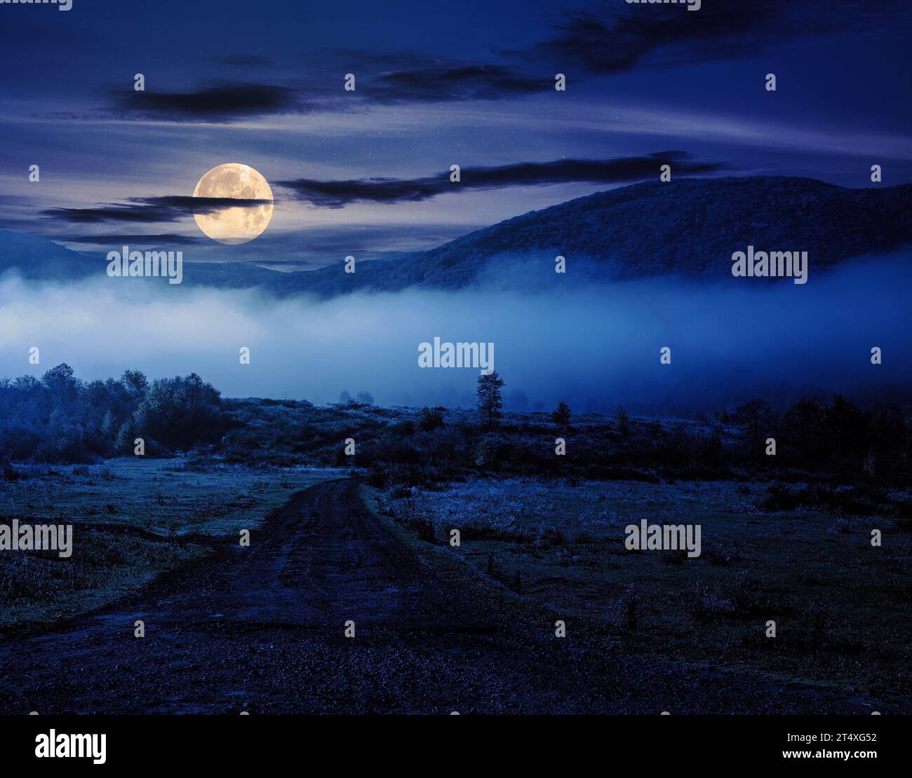 old cracked road through the meadow at night. few trees in fog ...