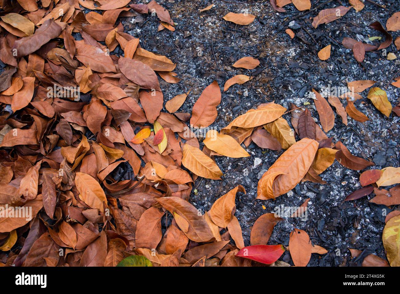 Scorched leaves hi-res stock photography and images - Alamy