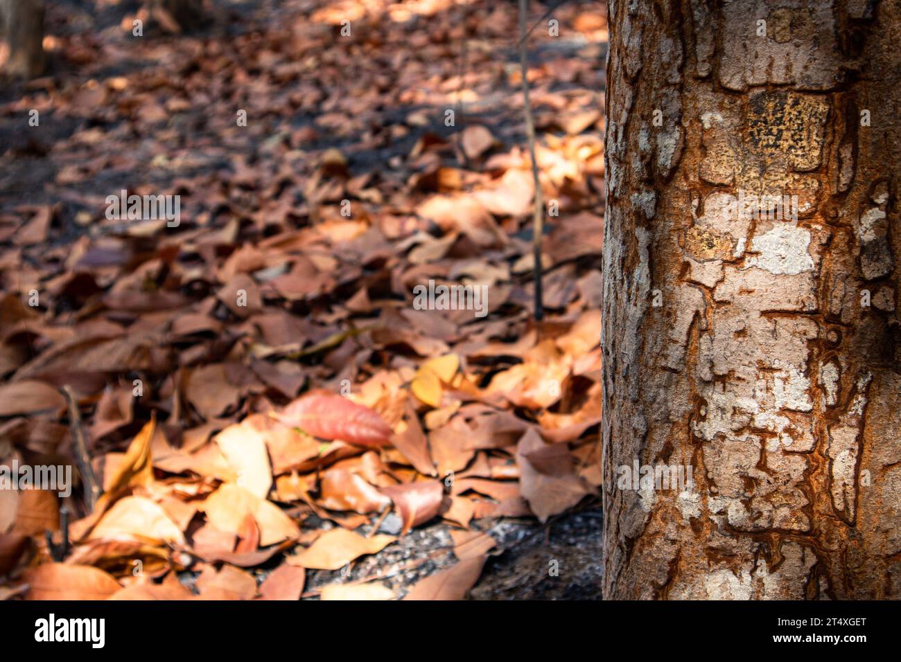 Tree trunk with dry bark on dry leaves background Stock Photo - Alamy