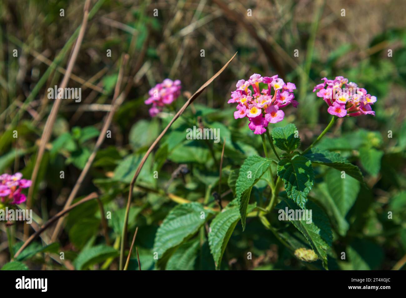 Selective focus of beautiful lantana camara, Pink Lantana Flower Stock ...