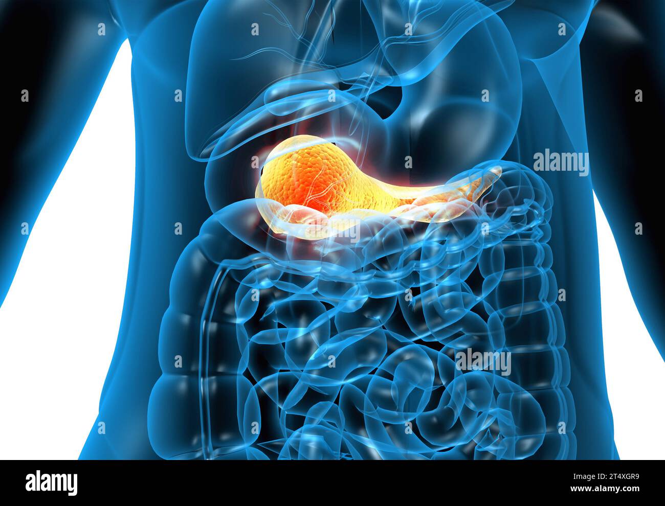 Anatomy human pancreas duodenum hi-res stock photography and images - Alamy
