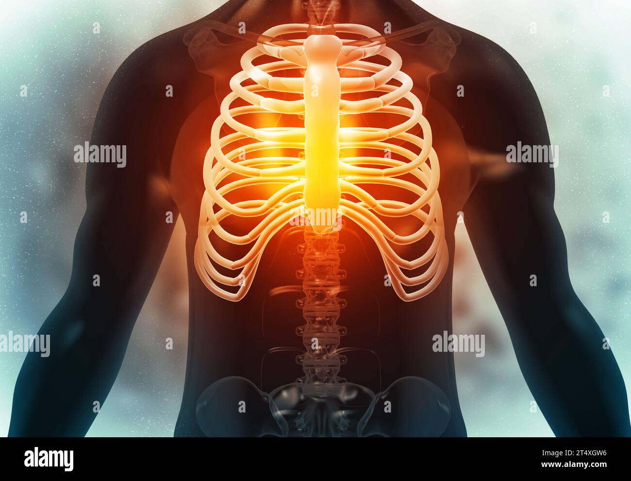 Human skeleton ribs on medical background. 3d illustration Stock Photo ...