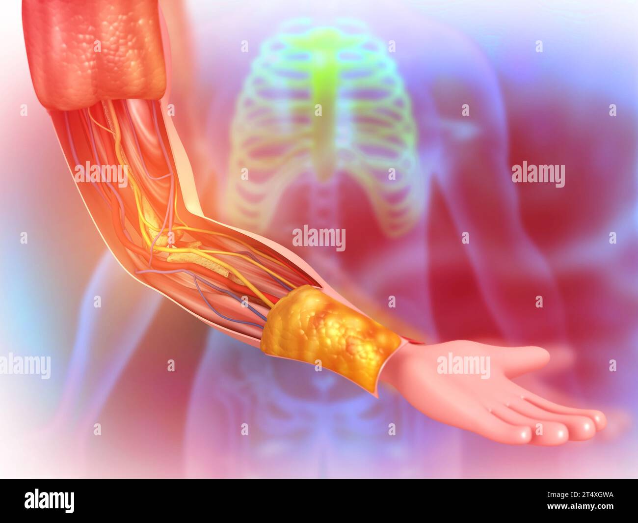 Human hand anatomy on medical background. 3d illustration Stock Photo ...