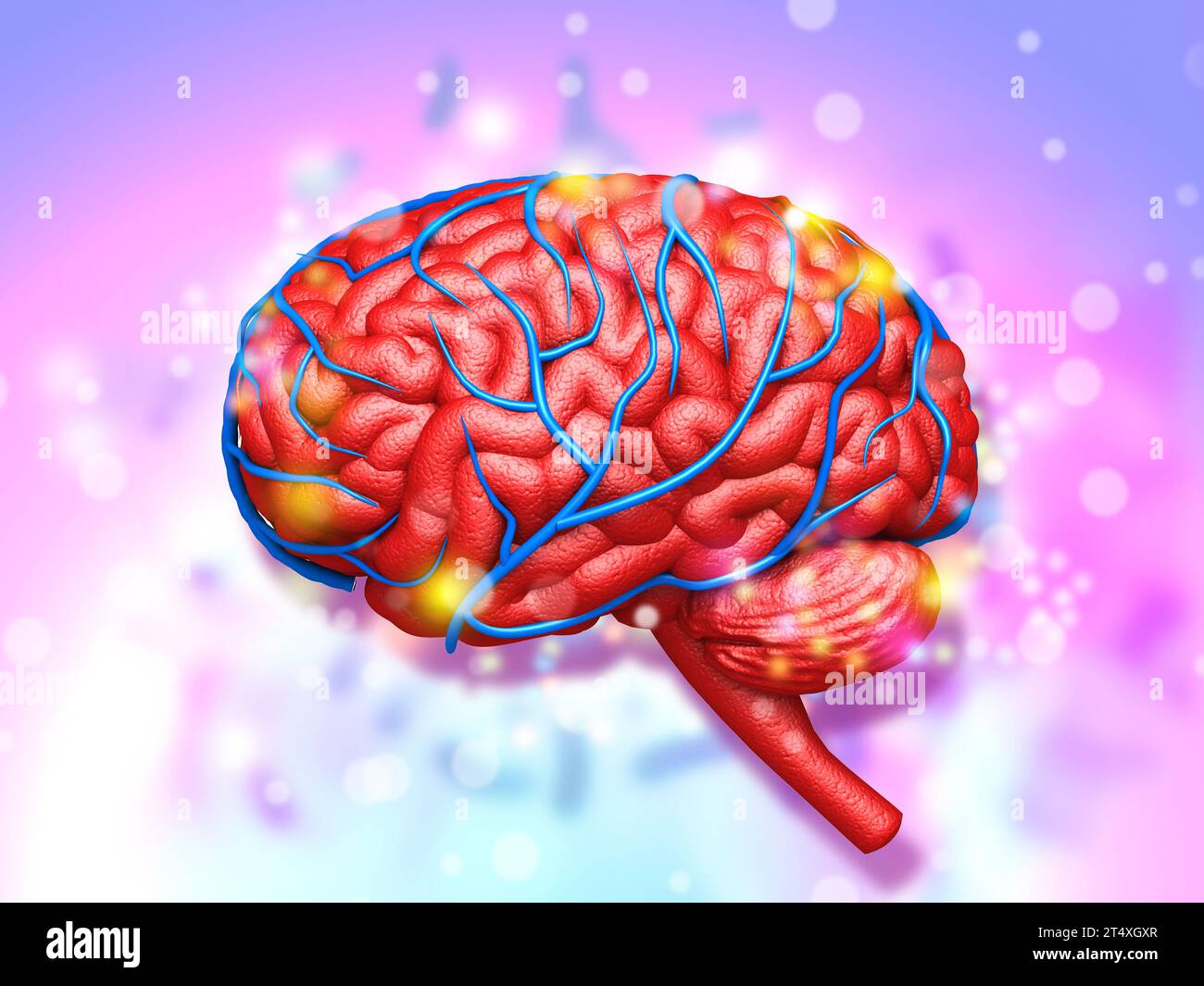 Human brain anatomy on colorfull medical background Stock Photo - Alamy