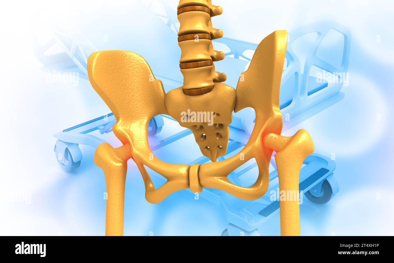 Human pelvis skeleton on medical background. 3d illustration Stock ...