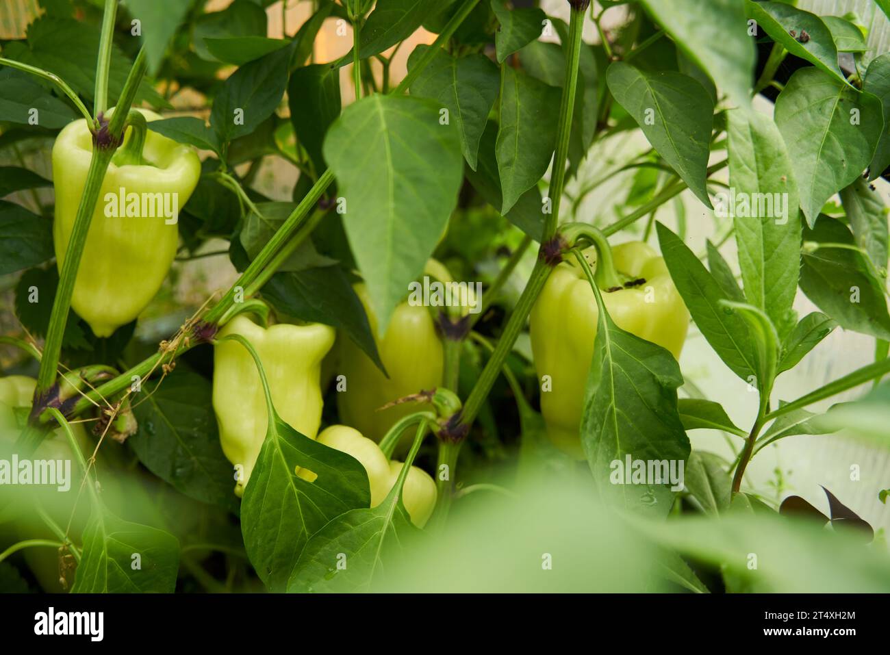 Papper farm hi-res stock photography and images - Alamy