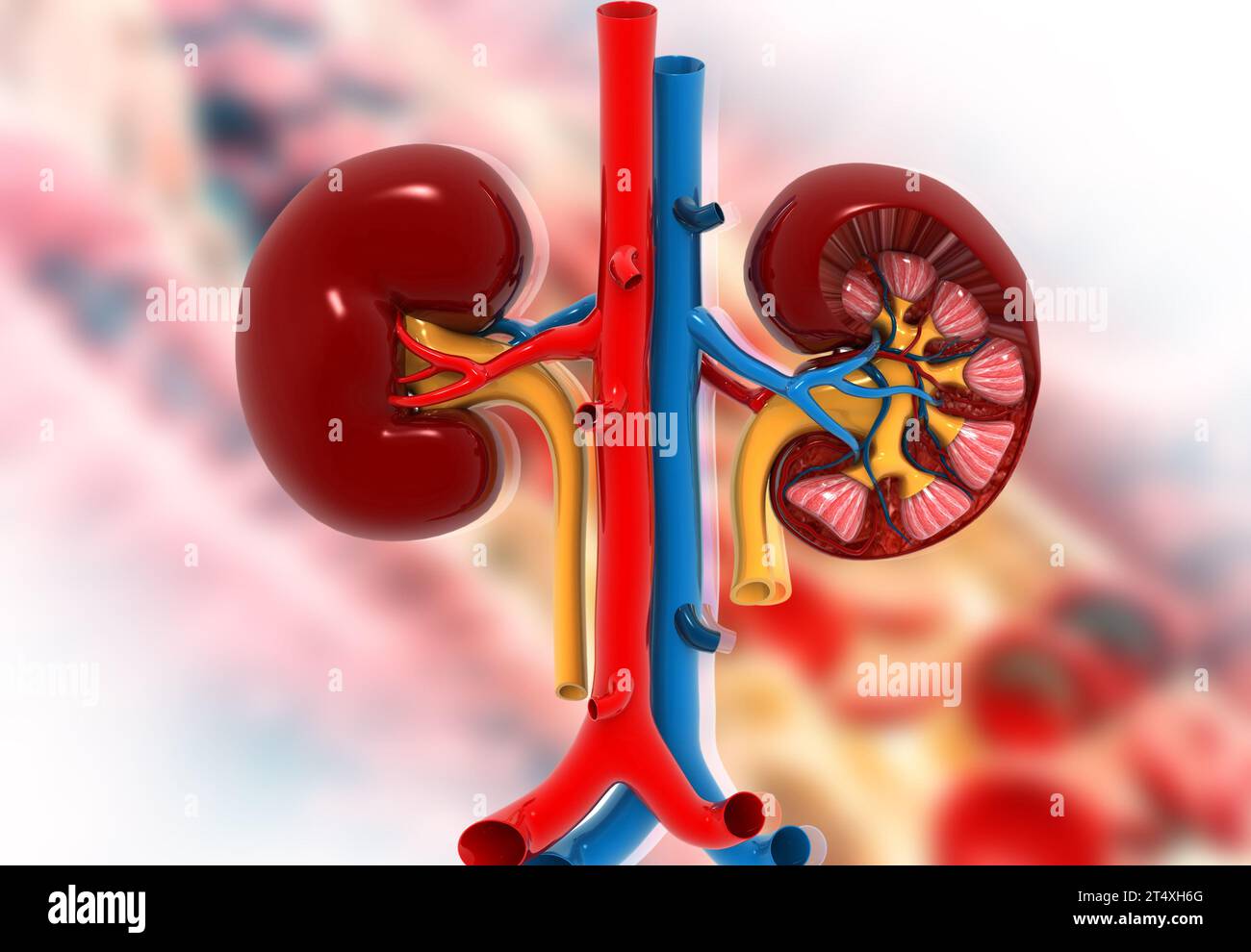 Human kidney on abstract medical background. 3d render Stock Photo - Alamy