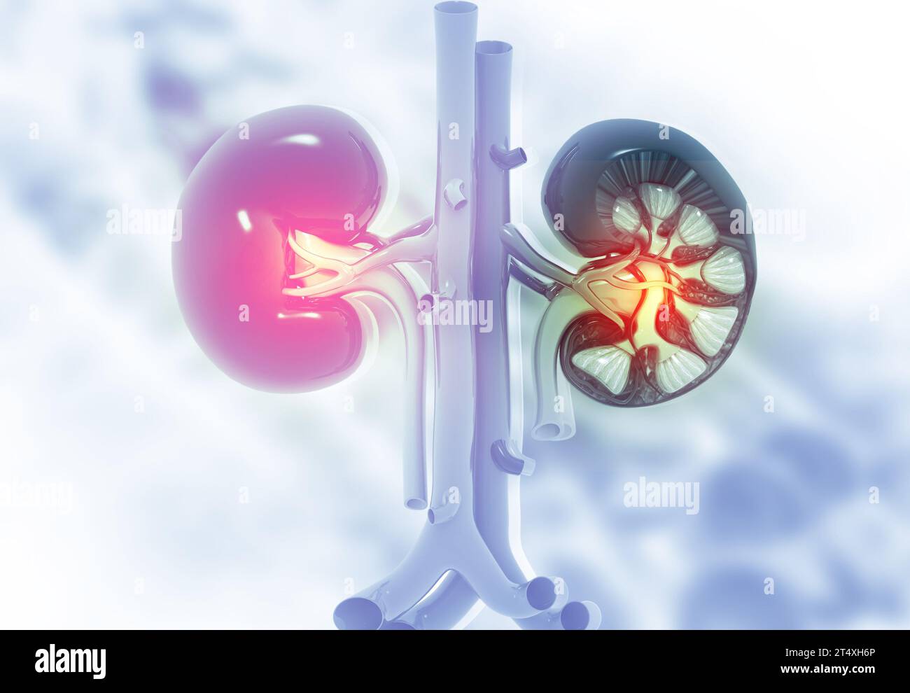 Human kidney on abstract medical background. 3d render Stock Photo - Alamy