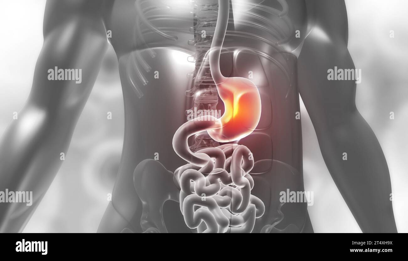 Large intestine people stomach hi-res stock photography and images - Alamy