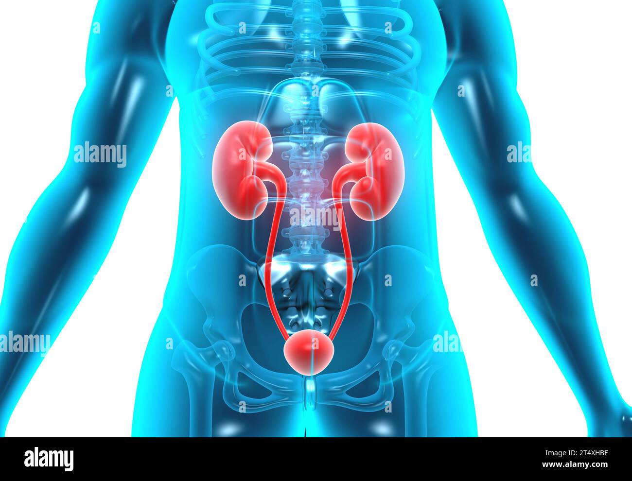 Human body with kidneys. 3d illustration Stock Photo - Alamy