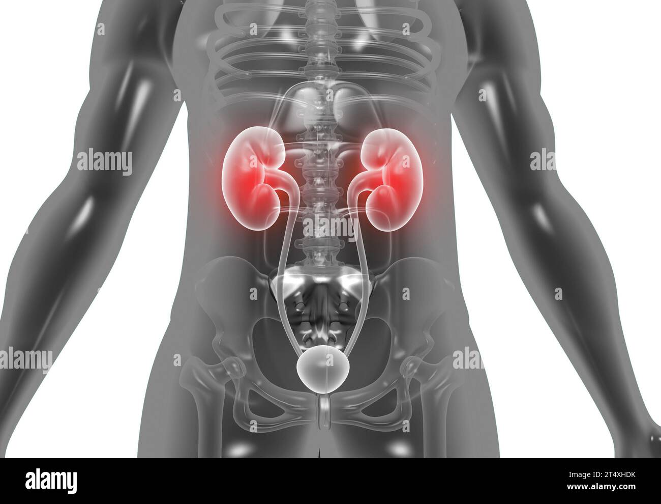 Human body with kidneys. 3d illustration Stock Photo - Alamy