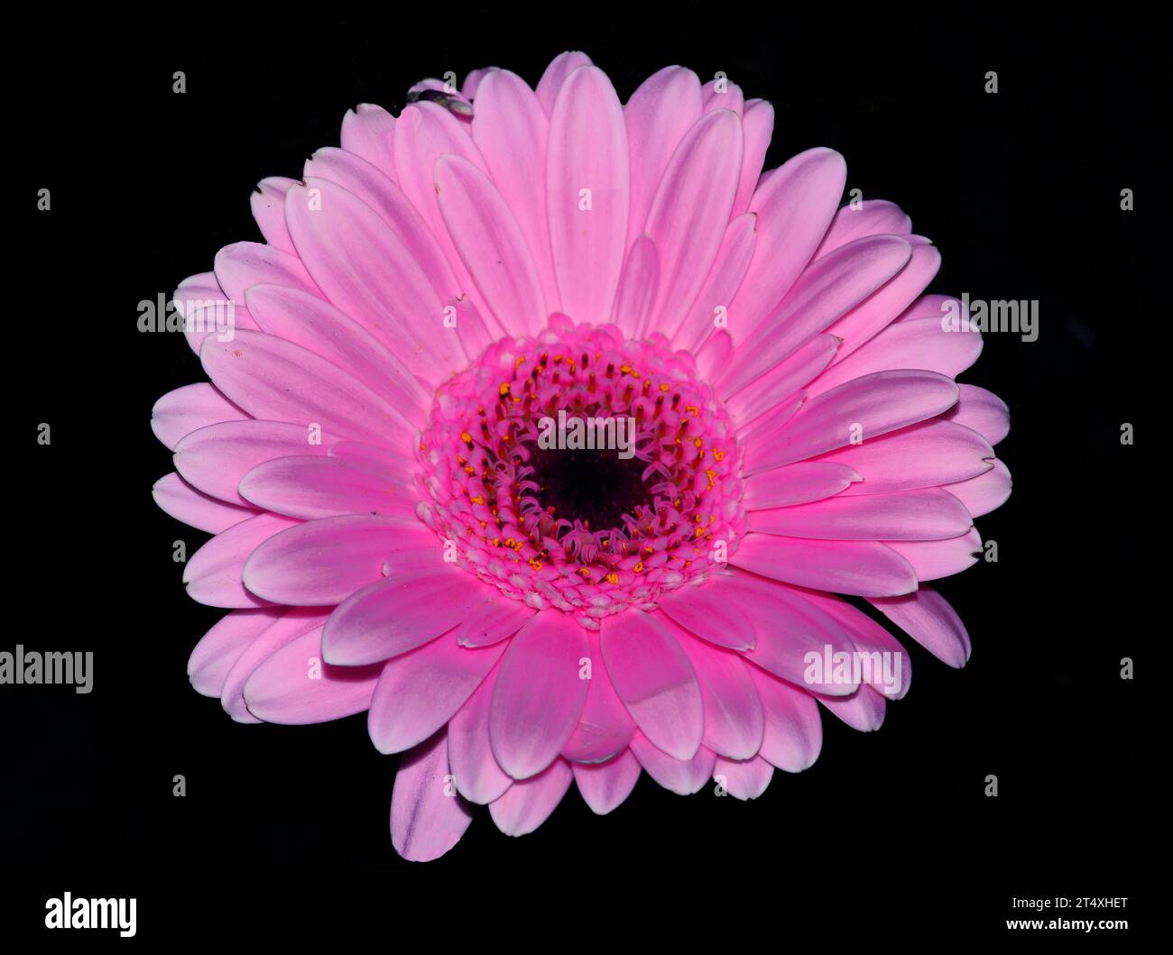 Gerber daisy close-up (Digital processing Stock Photo - Alamy